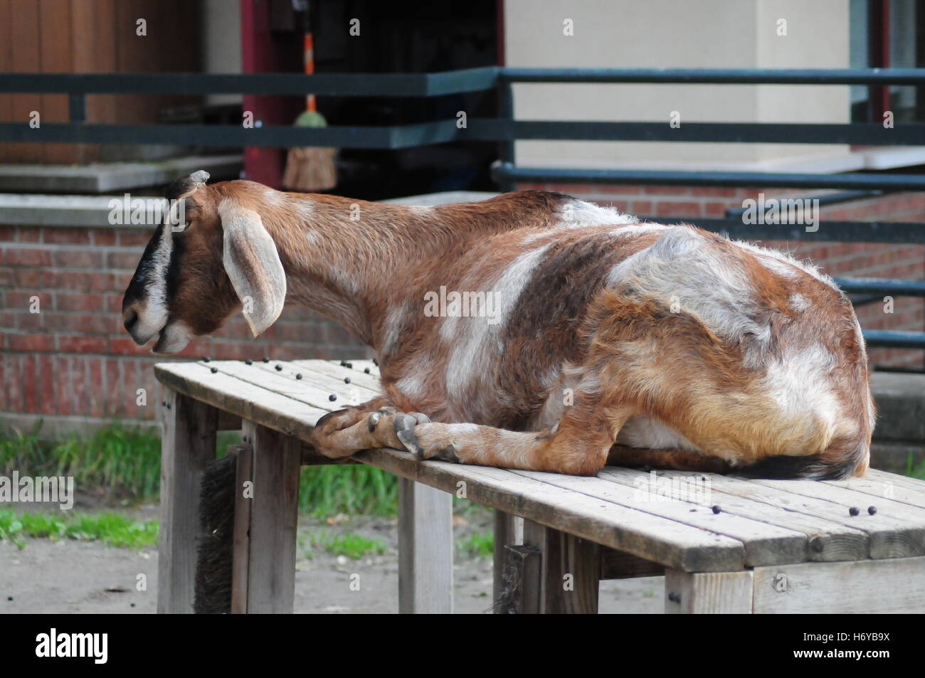 Goat the zoo Stock Photo - Alamy