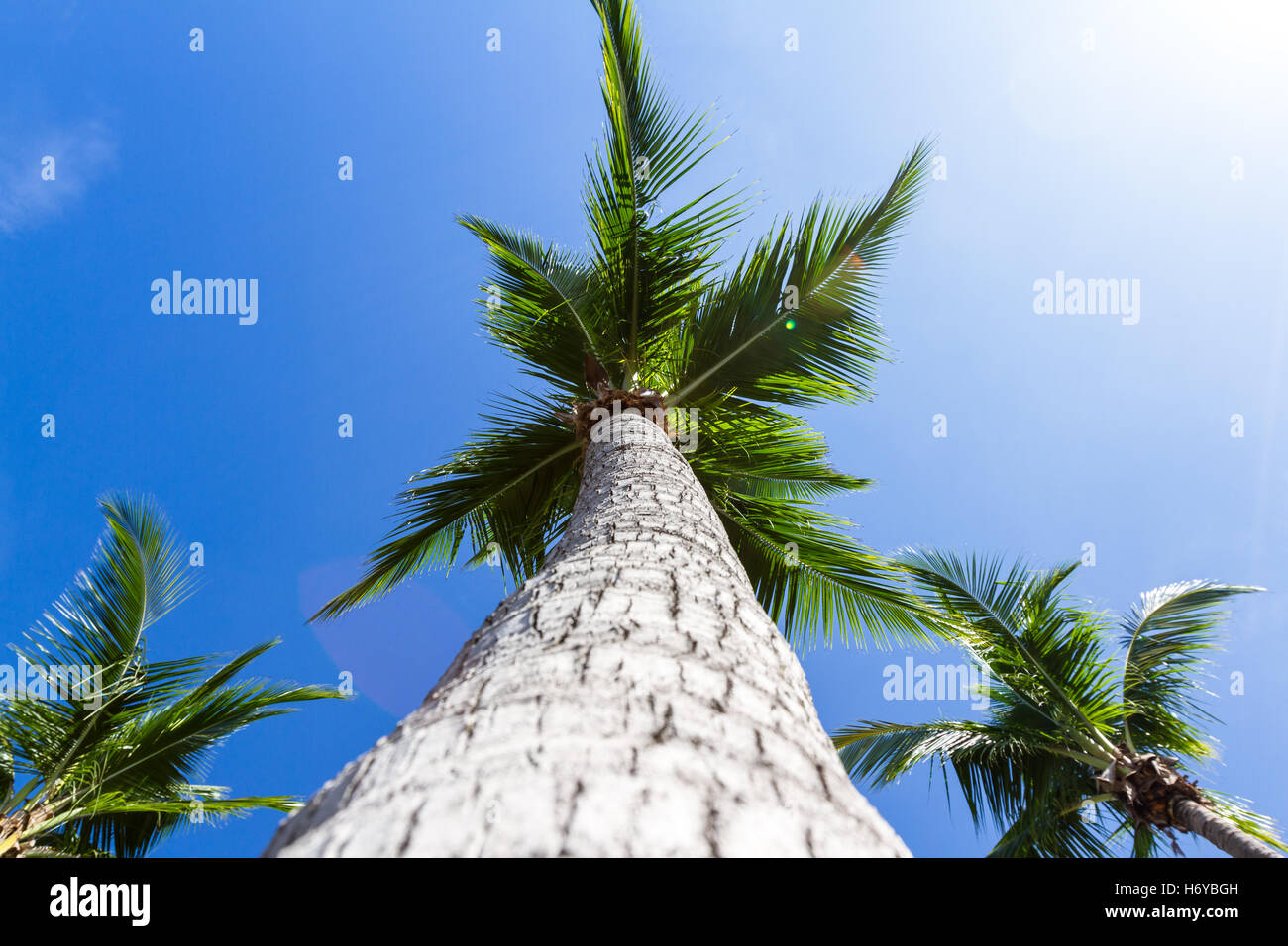 beach concept image with a upwards look at a palm tree with a close up ...