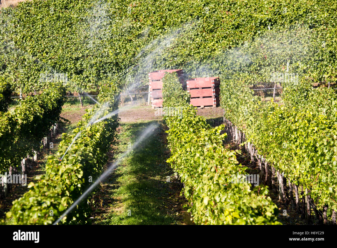 Vineyard Grapes Irrigation High Resolution Stock Photography and Images ...