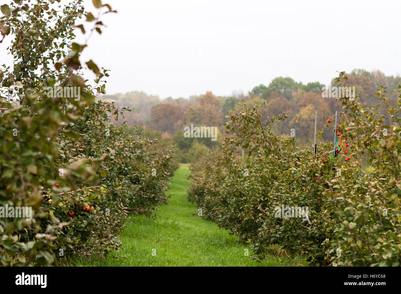 Apples wisconsin hi-res stock photography and images - Alamy