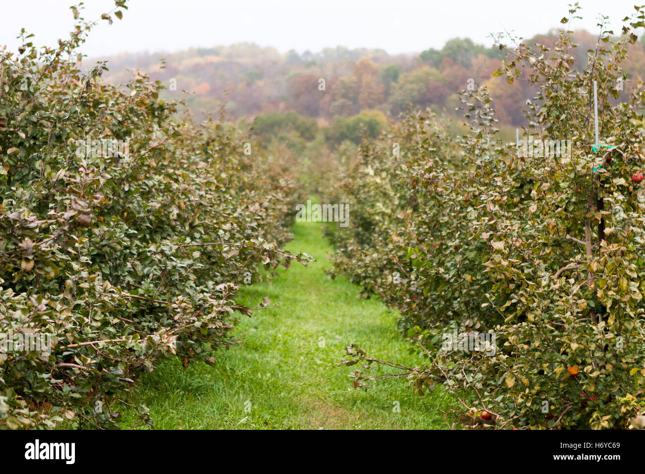 Row of apple trees in an apple orchard with forest tree-line in ...