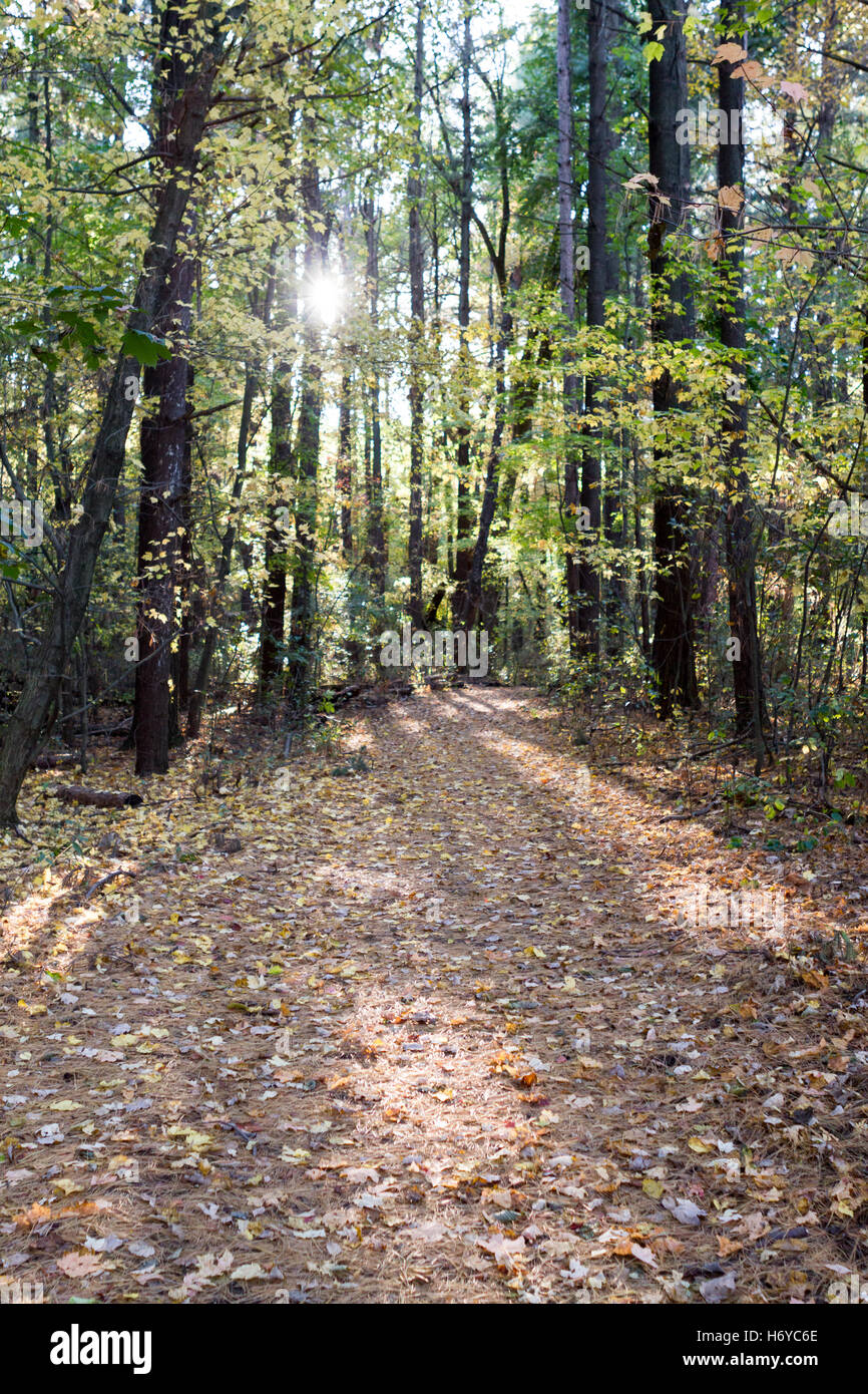 Sun through the trees on hiking trail in woods Stock Photo - Alamy