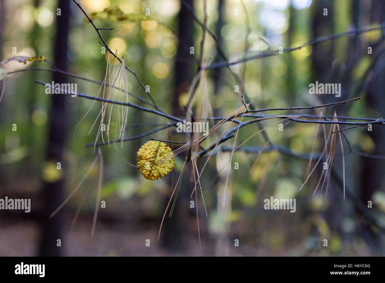 Sparse autumn leaves on branch Stock Photo - Alamy