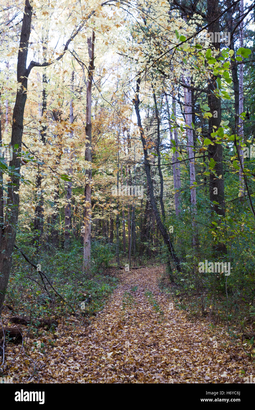 Fall forest path fallen leaves hi-res stock photography and images - Alamy