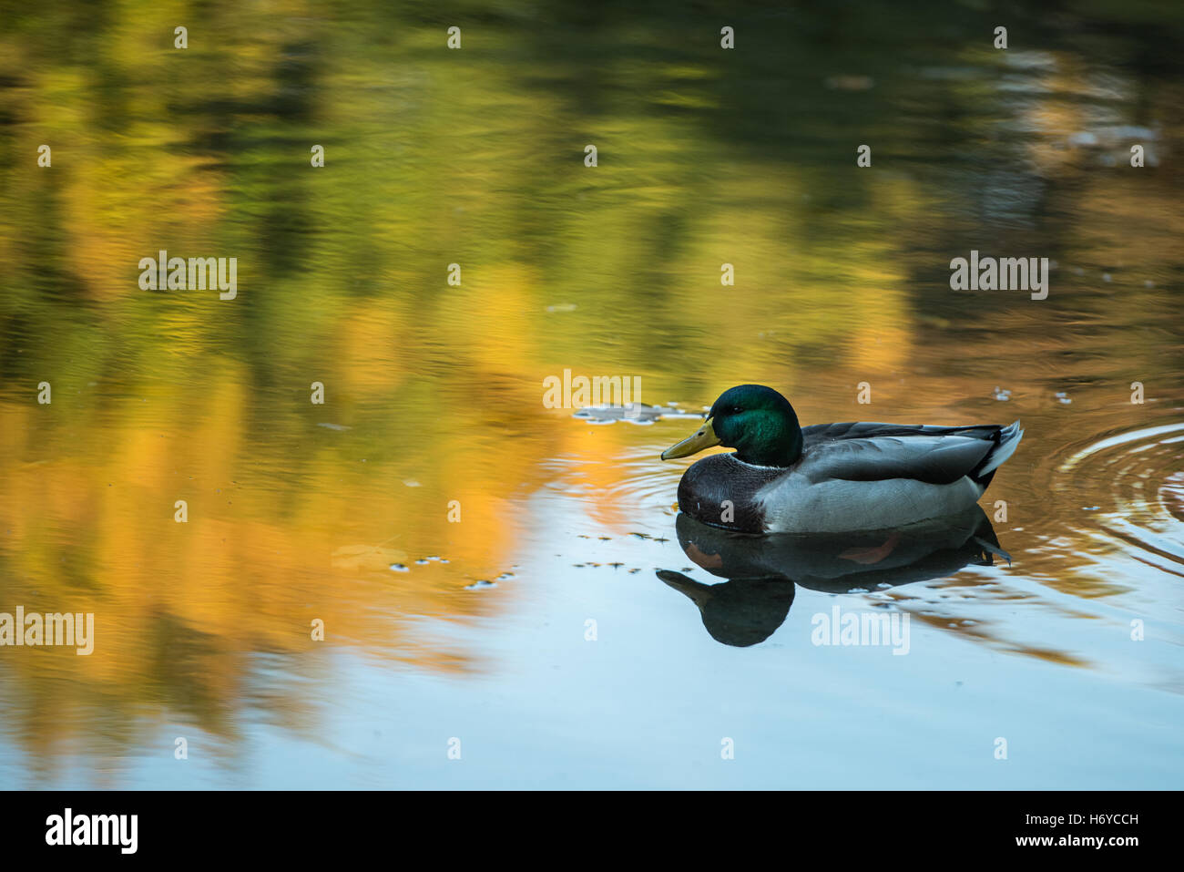Duck on lake in fall Stock Photo - Alamy