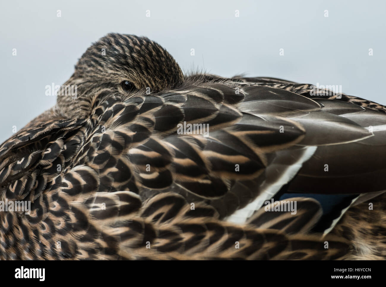 Duck head under wing Stock Photo - Alamy