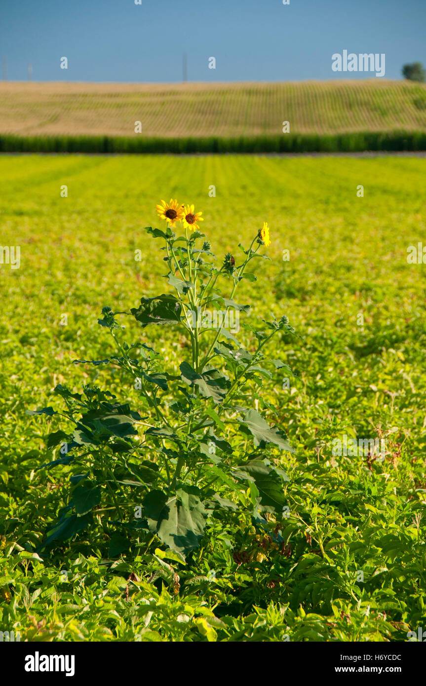 Farm field with sunflower, Malheur County, Oregon Stock Photo - Alamy