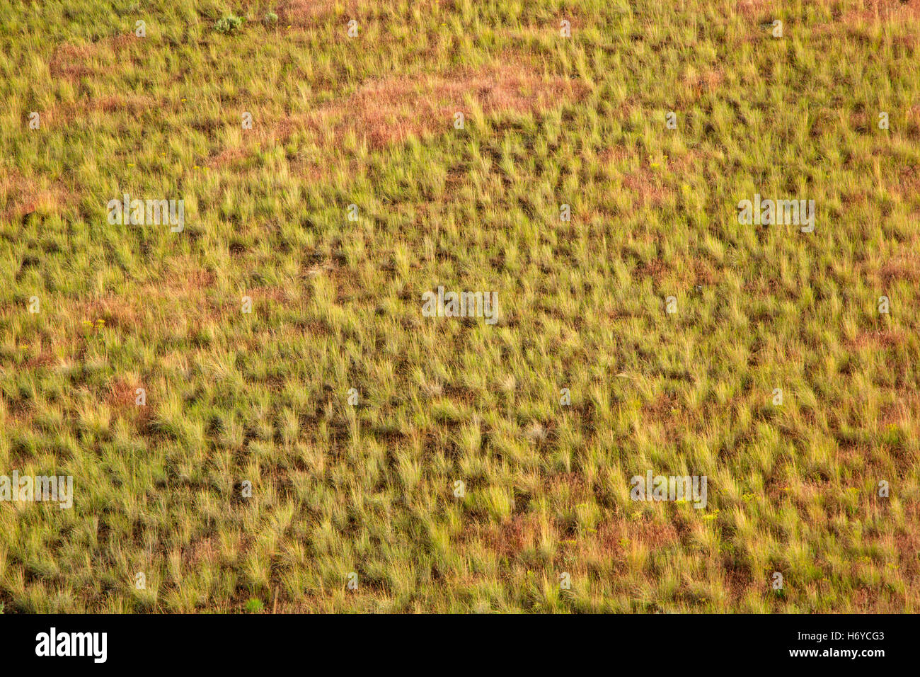 Bunchgrass hi-res stock photography and images - Alamy