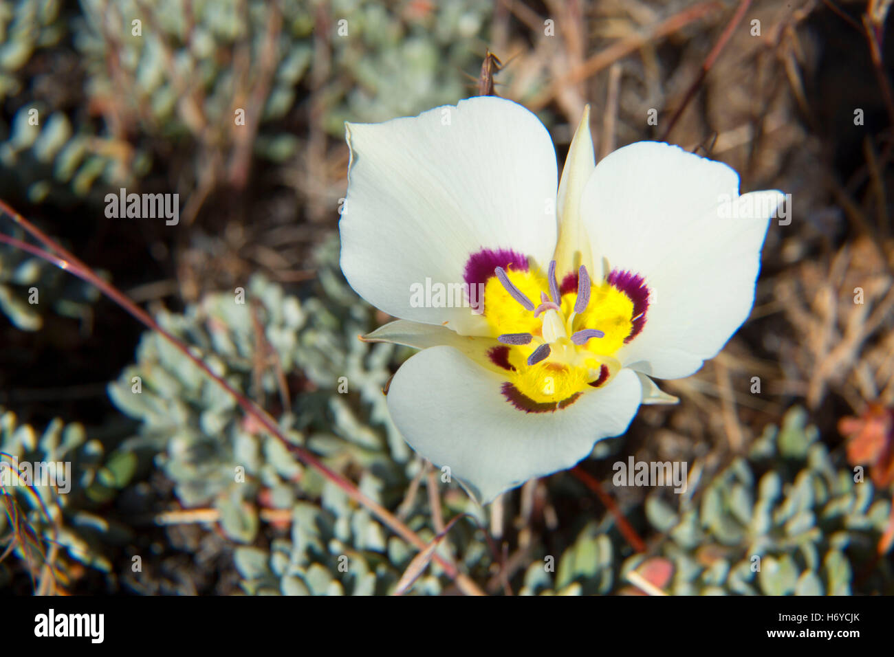 Sego lily flower hi-res stock photography and images - Alamy