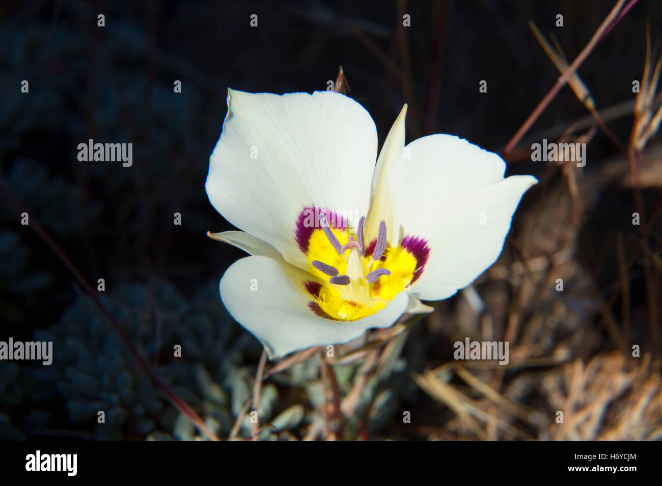 Sego lily at Owyhee Canyon Overlook, Owyhee Wild and Scenic River, Vale ...