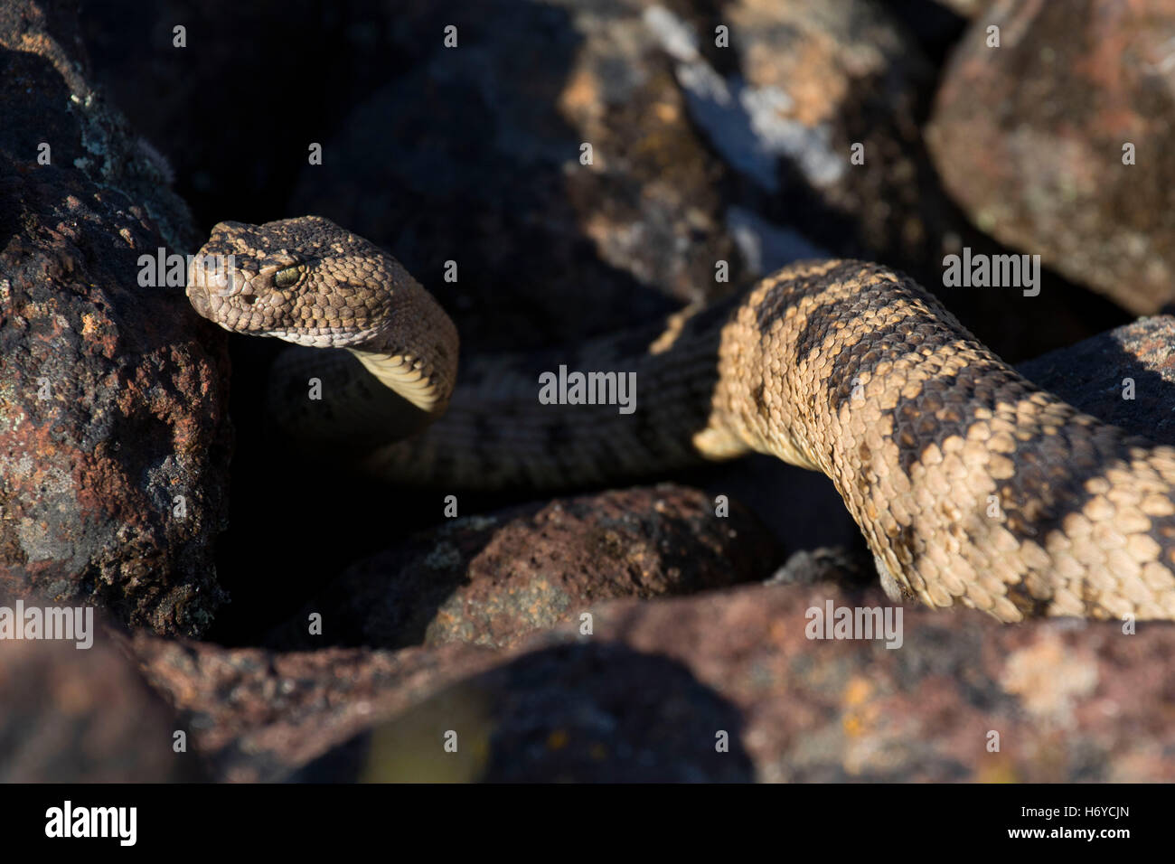 Oregon rattlesnake hi-res stock photography and images - Alamy