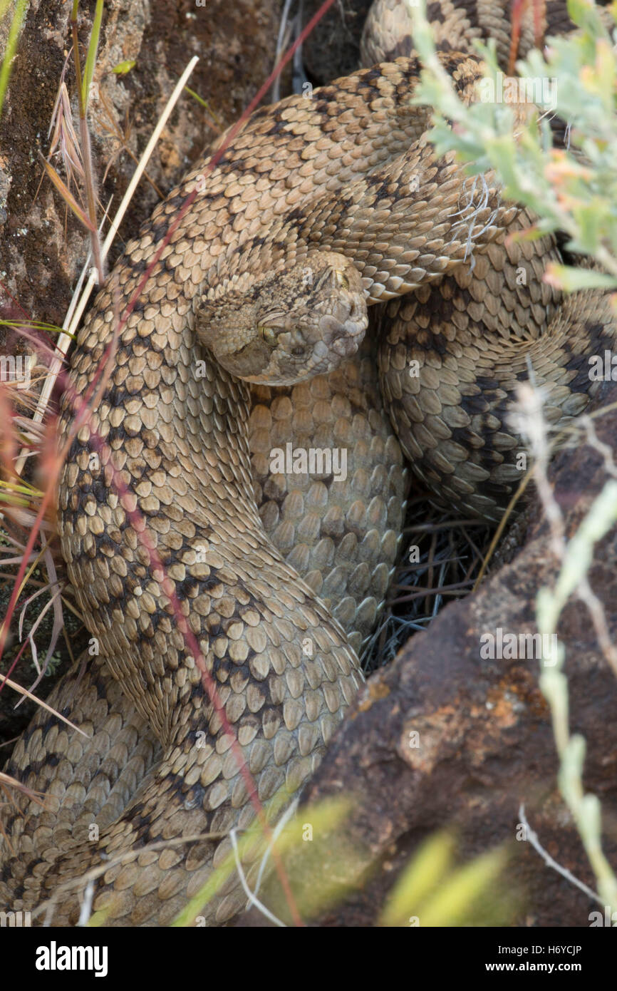 Rattlesnake at Owyhee Canyon Overlook, Owyhee Wild and Scenic River ...