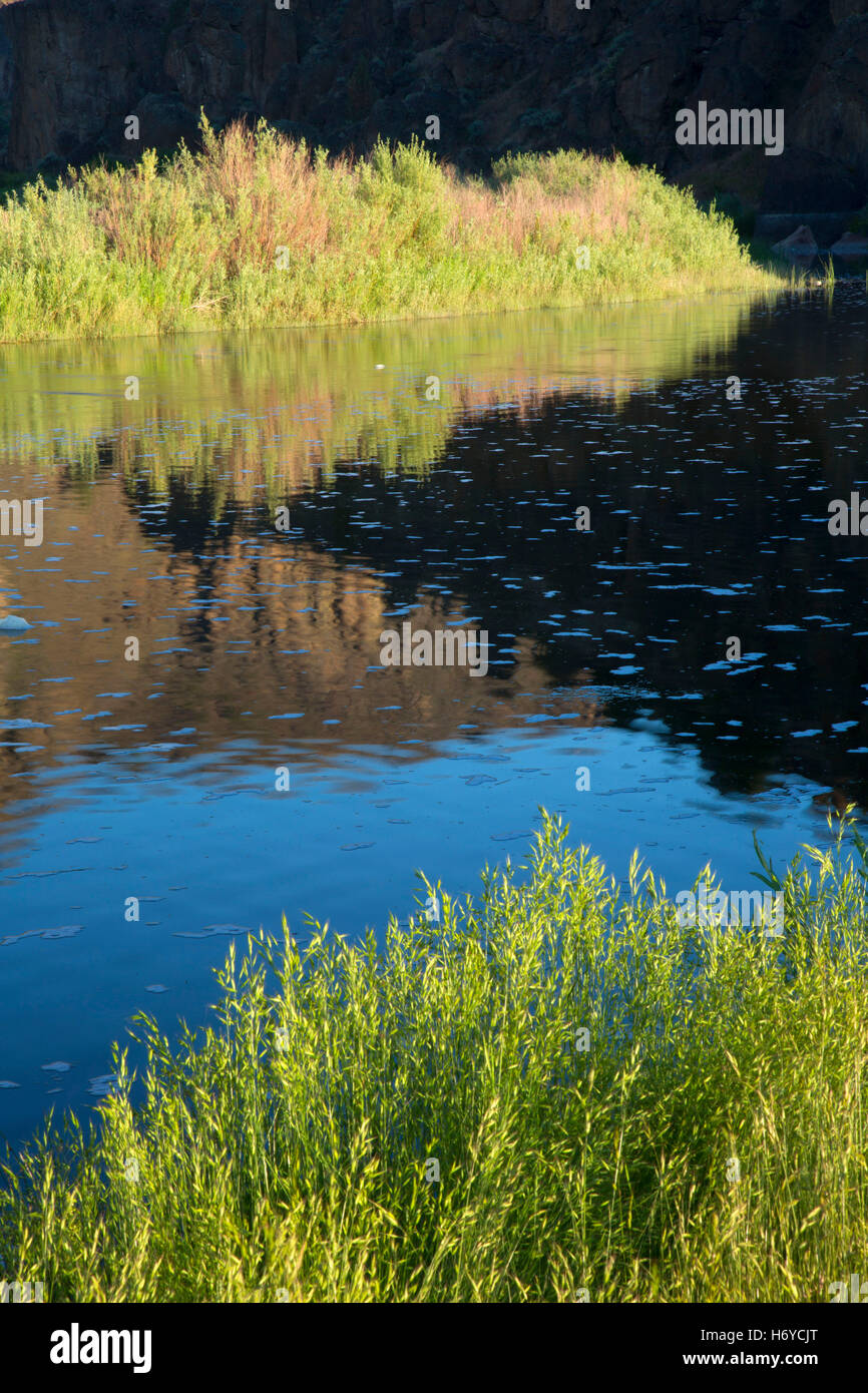 Riparian desert hi-res stock photography and images - Alamy