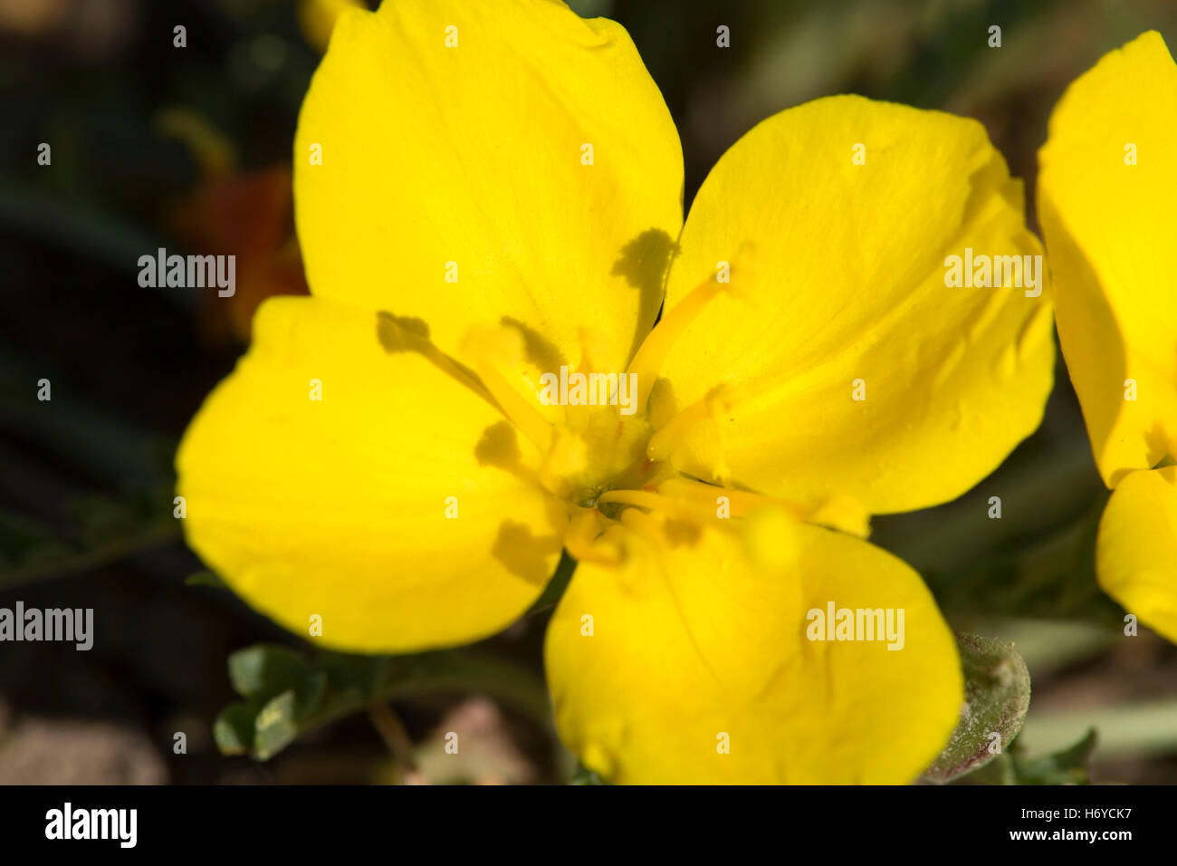 Jordan wildflowers hi-res stock photography and images - Alamy