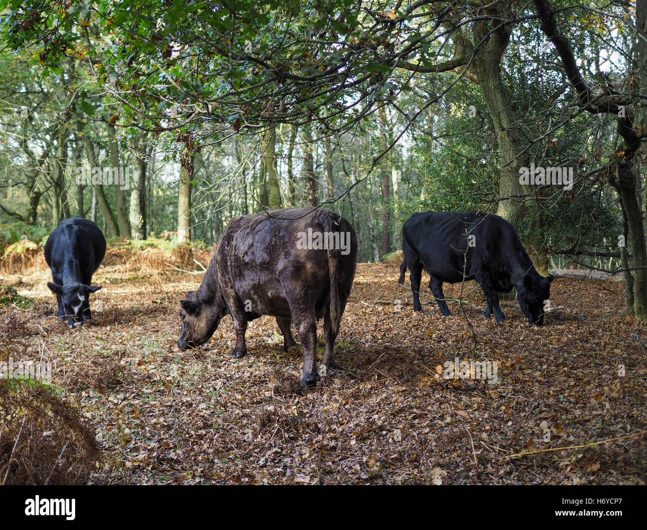 Cows Grazing for Acorns in the Ashdown Forest Stock Photo - Alamy