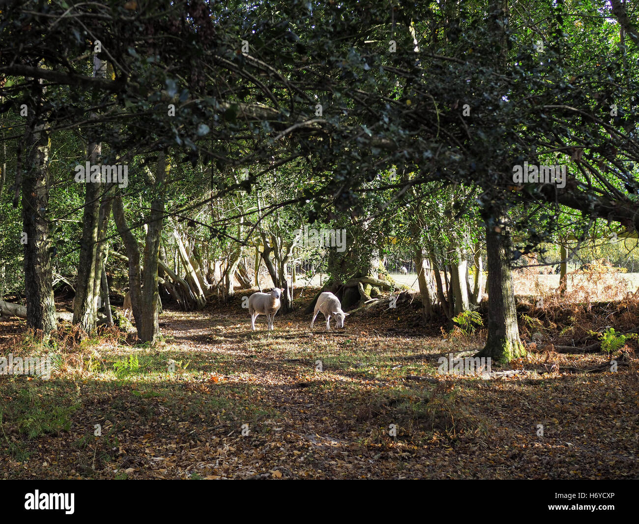 Sheep Wandering in the Ashdown Forest Stock Photo - Alamy