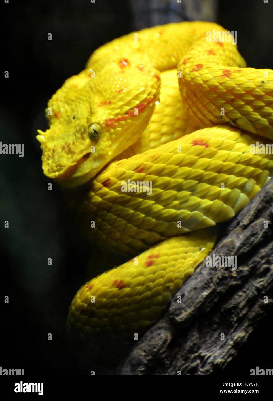 Pit viper species hi-res stock photography and images - Alamy