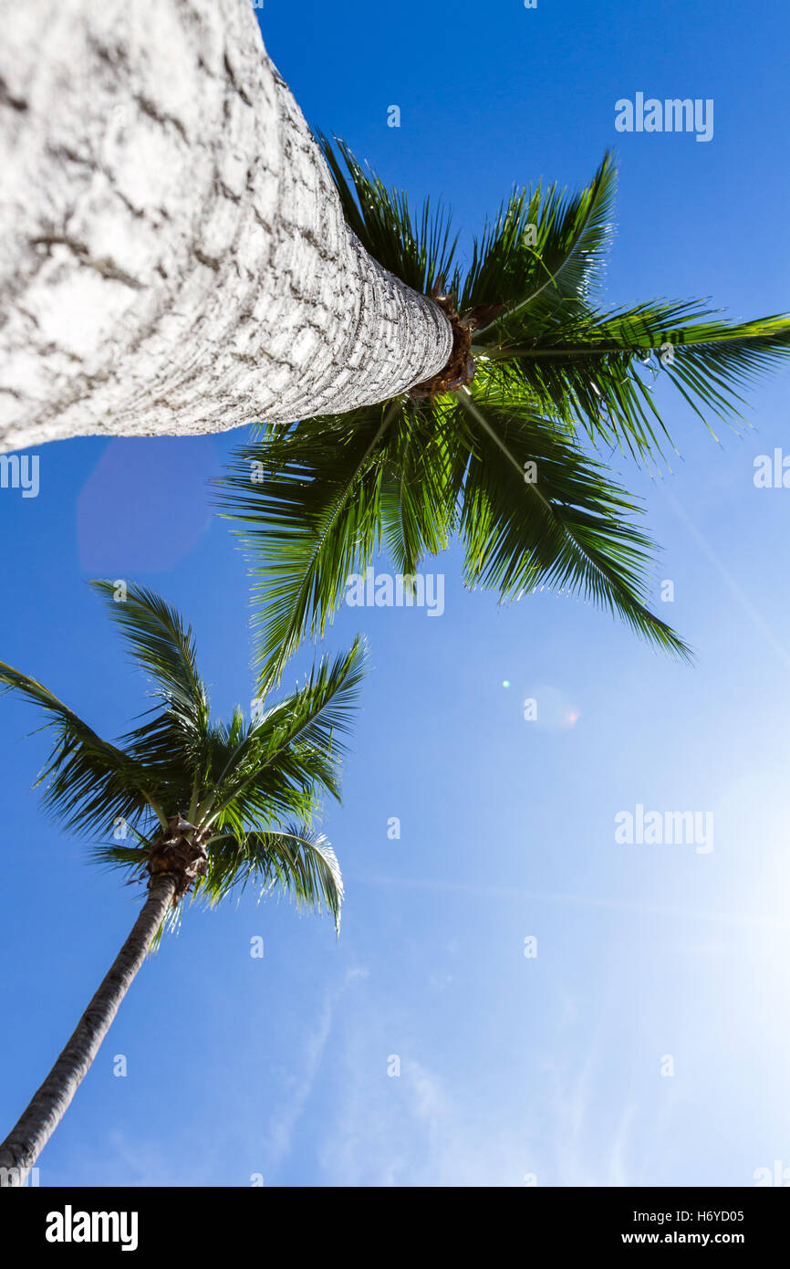 beach concept image with a upwards look at a palm tree with a close up ...
