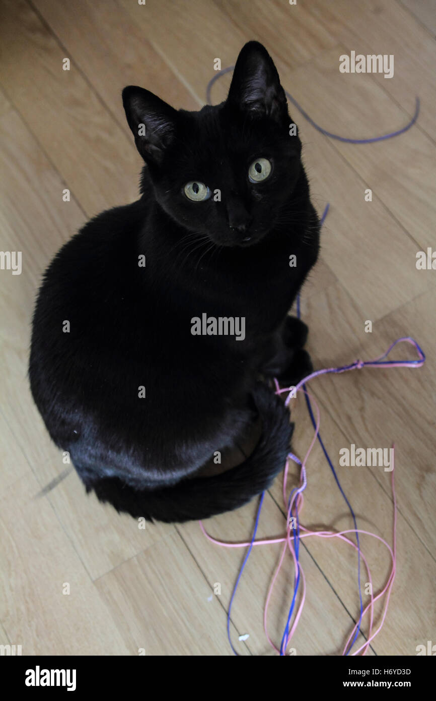 A black cat waits patiently to be played with Stock Photo - Alamy