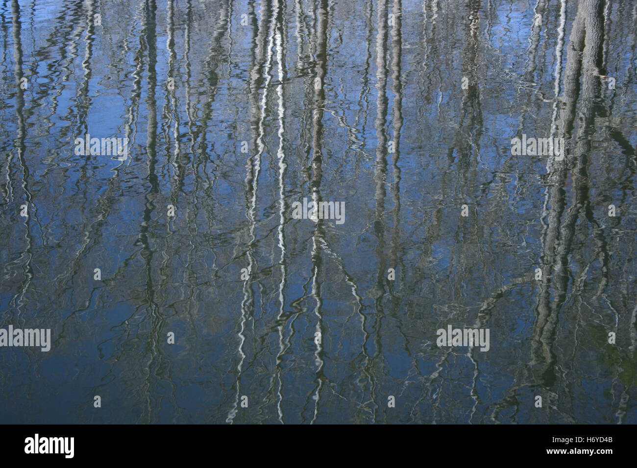 Reflections of trees in a pond Stock Photo - Alamy