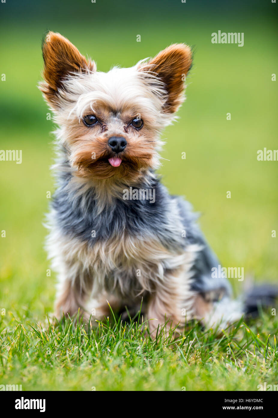 Female yorkshire terrier hi-res stock photography and images - Alamy