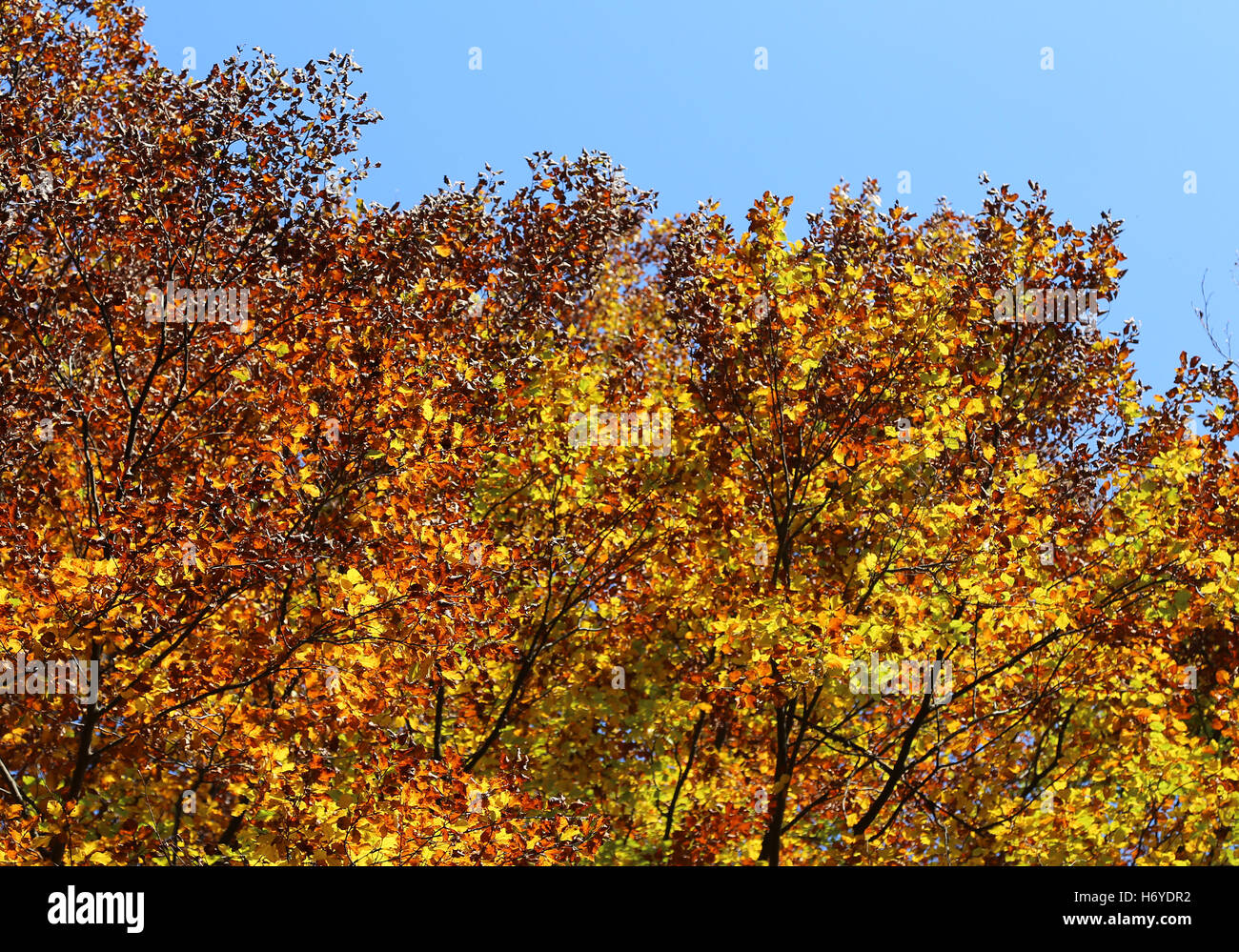 elms beeches and other trees with beautiful colorful leaves in autumn ...