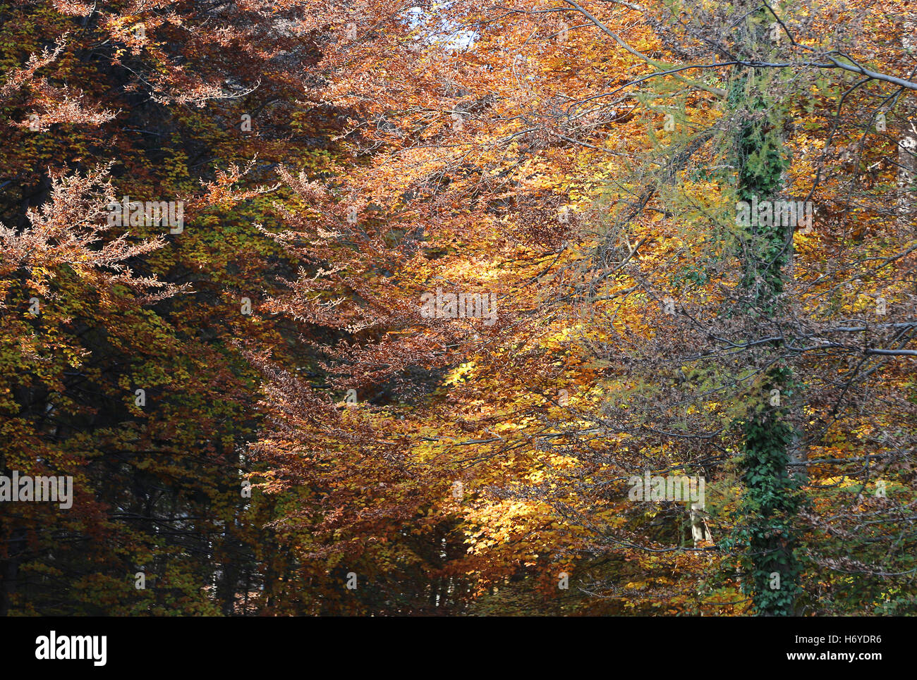 elms and other trees with beautiful colorful leaves in autumn in the ...