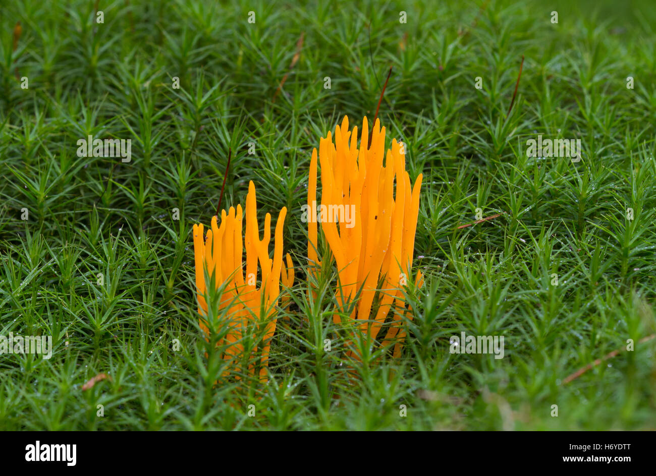 Yellow stag horn fungus hi-res stock photography and images - Alamy