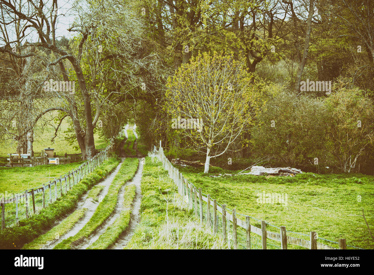 View through the trees on a country walk in the Chilterns, England ...