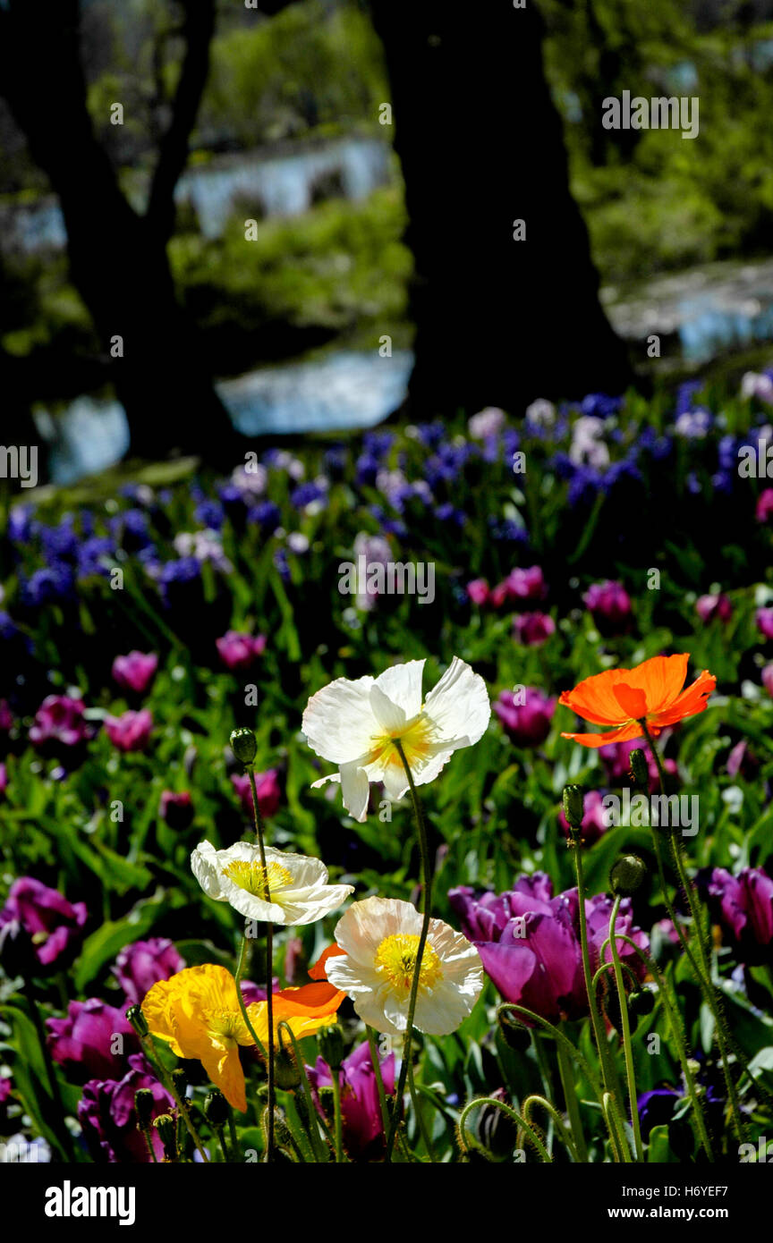 colourful poppy and tulips flowers on display. floriade 2008. canberra ...