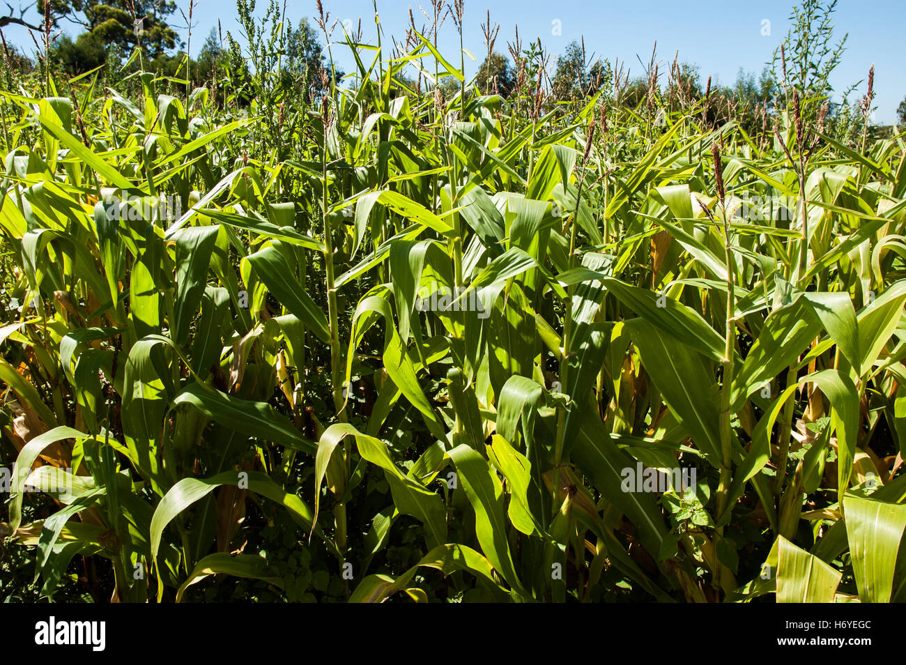 enchanted maze garden. arthurs seat. mornington peninsula. victoria ...