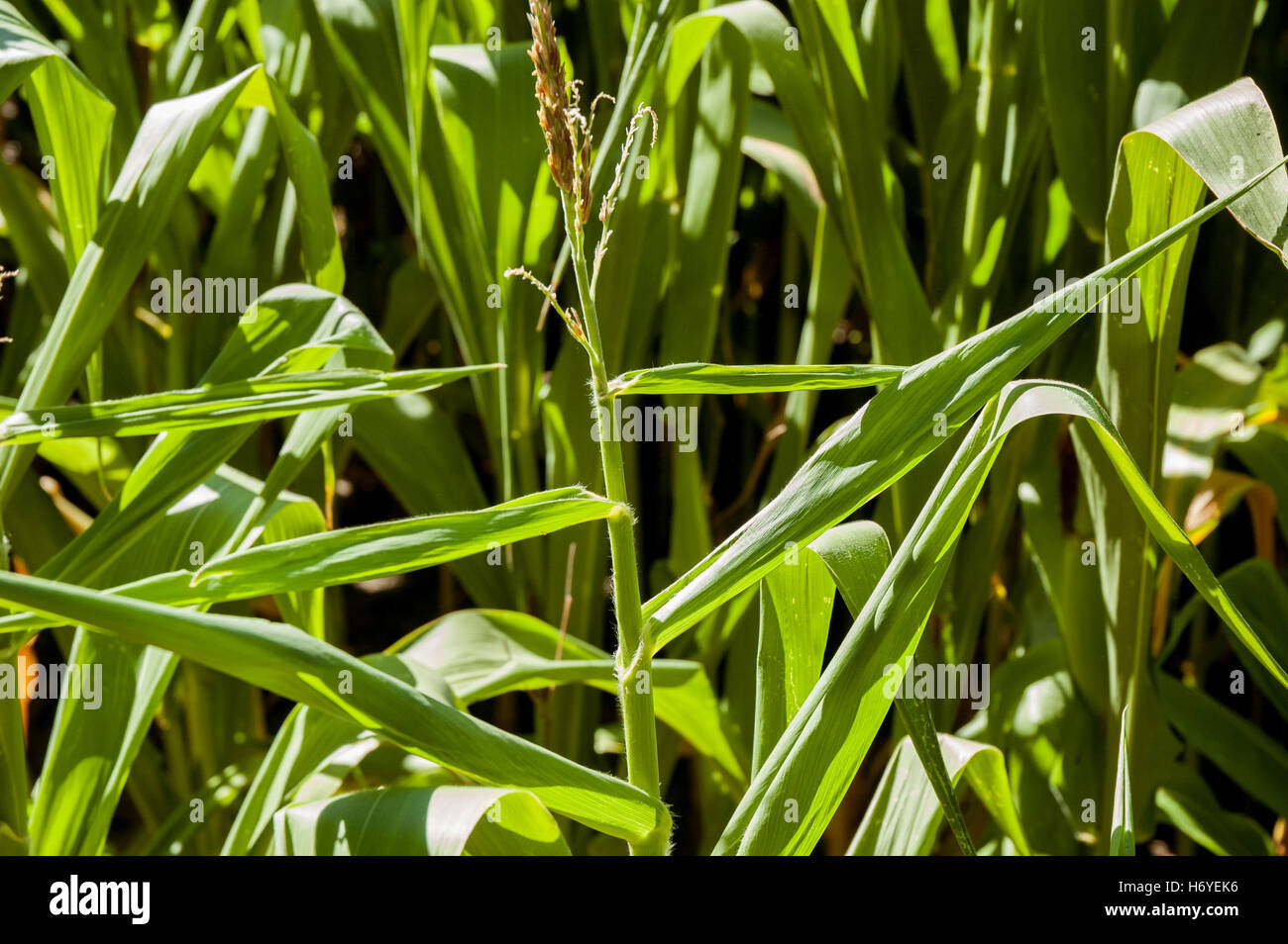 enchanted maze garden. arthurs seat. mornington peninsula. victoria ...