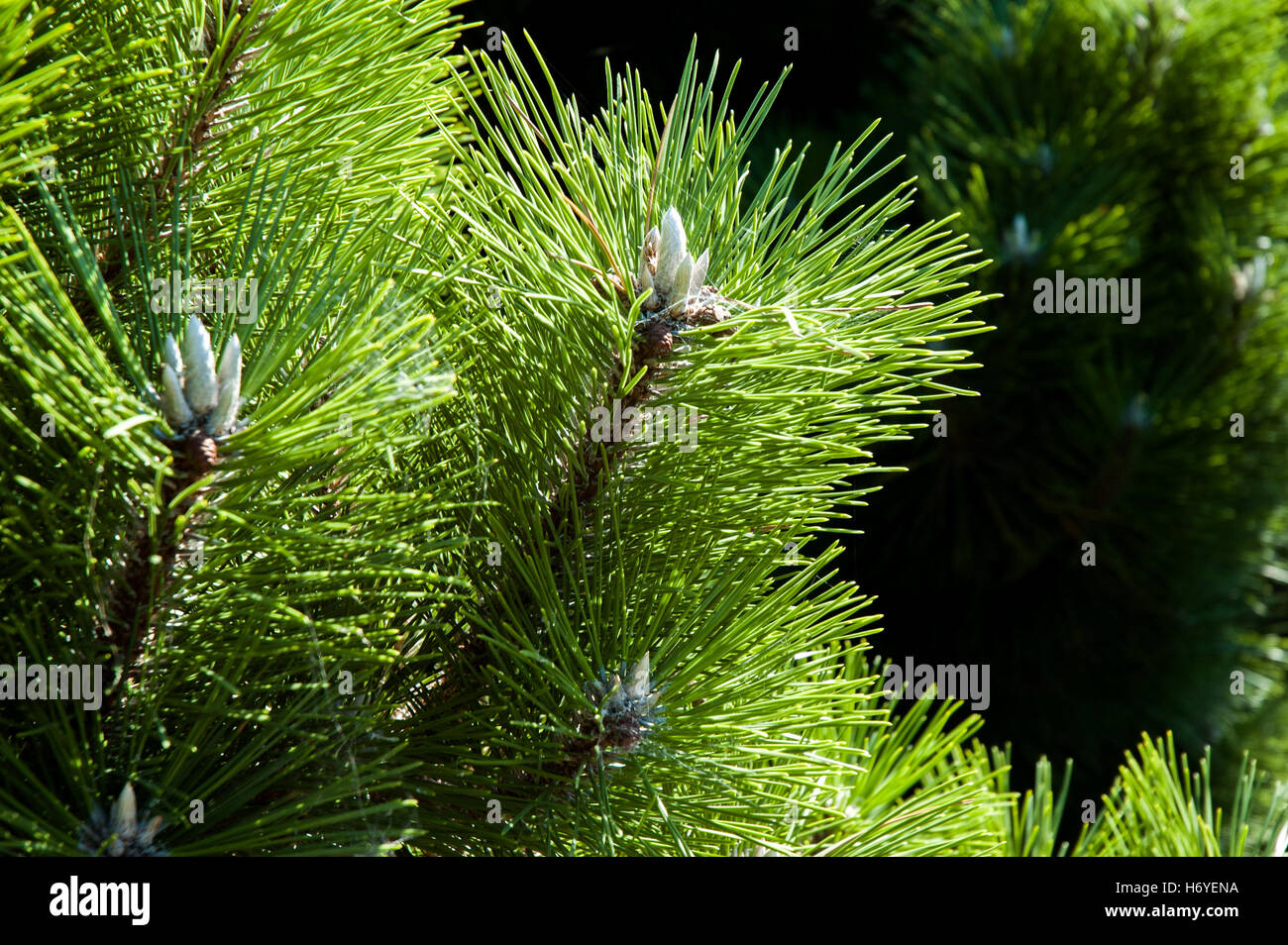 close-up pine tree foliage. enchanted maze garden. arthurs seat ...