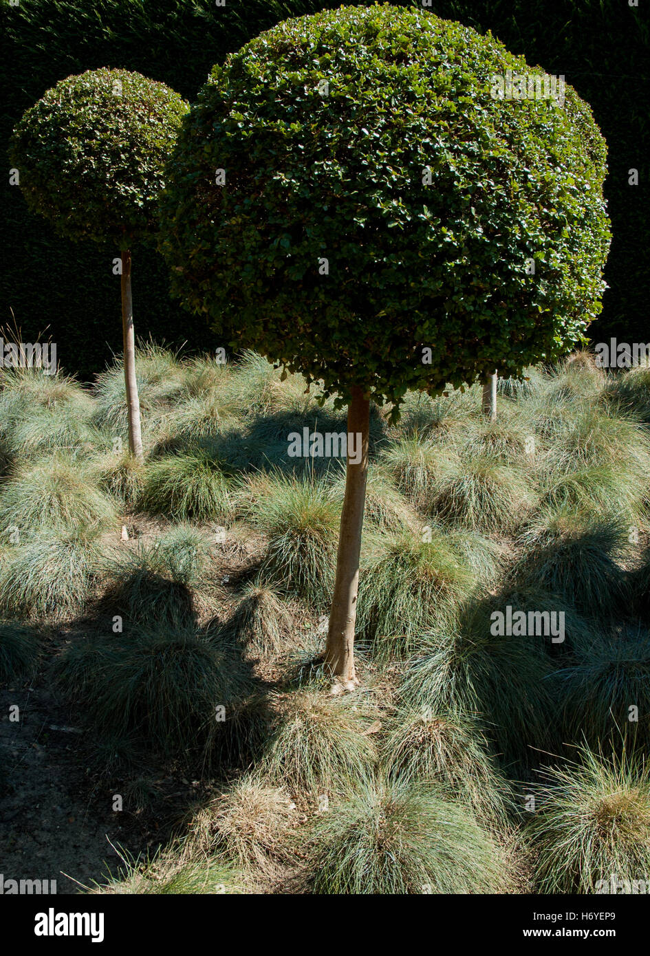 Ball shaped shrubs hi-res stock photography and images - Alamy