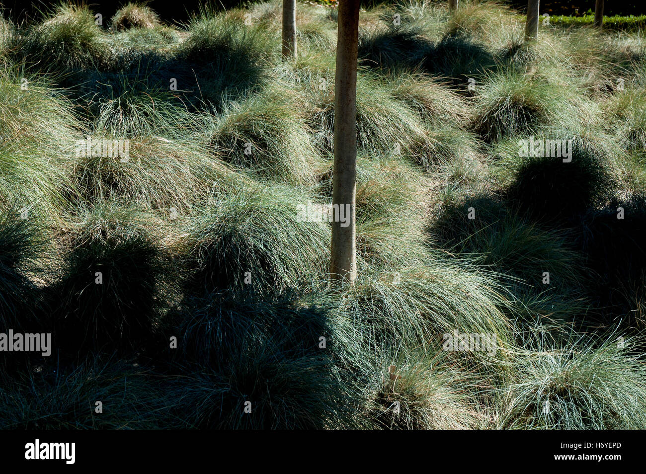 Clumpy plants hi-res stock photography and images - Alamy