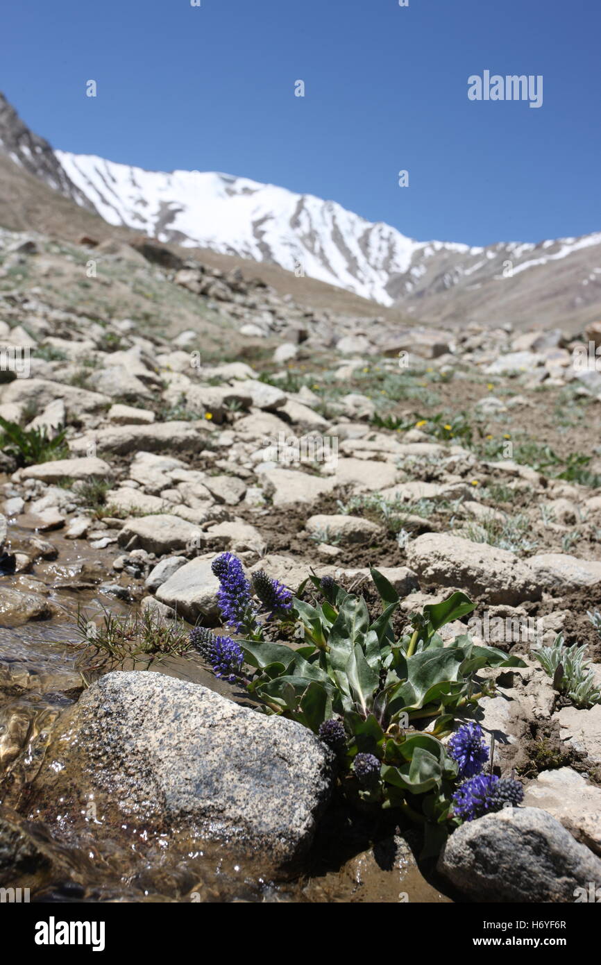 Pamir region Russian Federation Central Asia mountain landscapes Stock ...