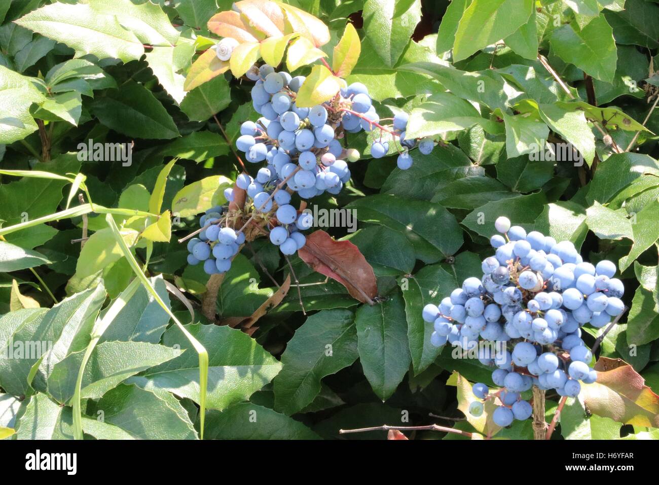 Wild blue grape available in high-resolution and several sizes to fit ...