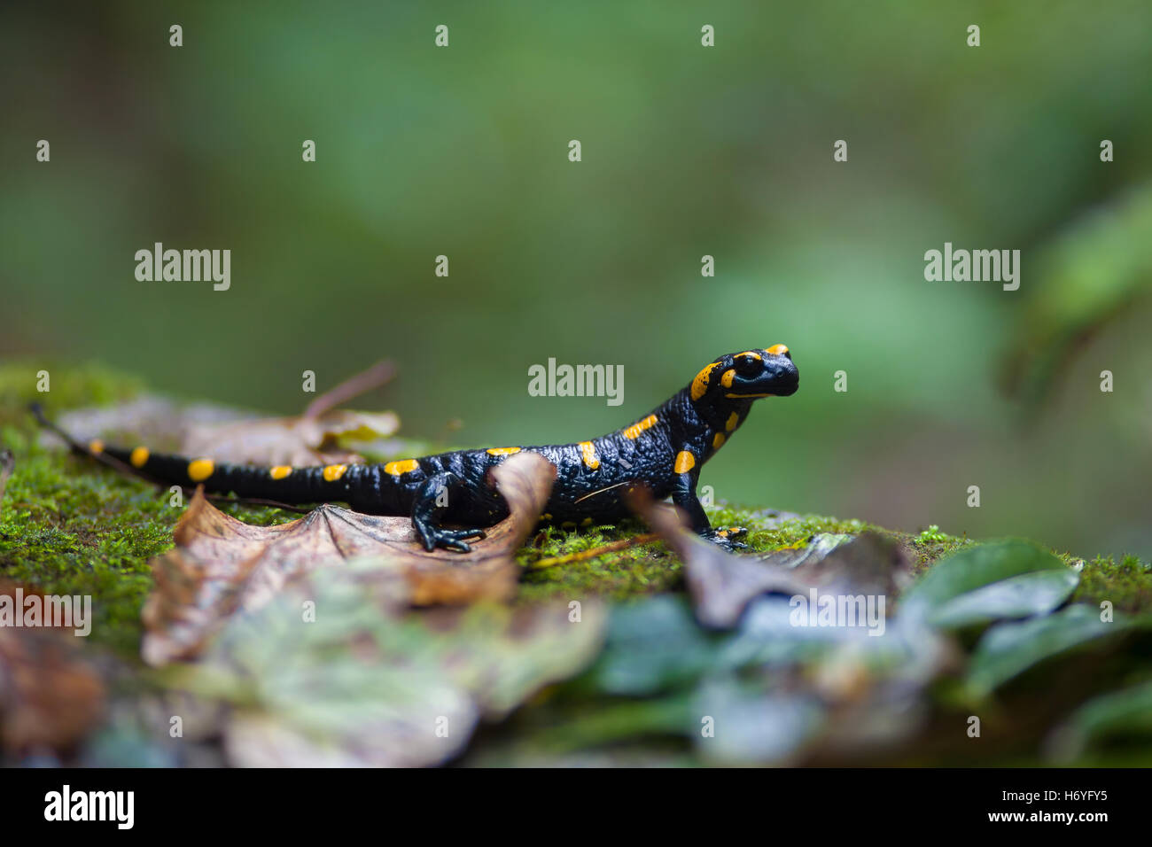 Reptile salamander hi-res stock photography and images - Alamy