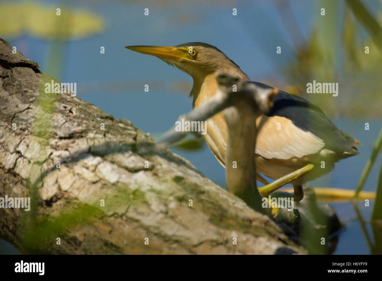 Little Bittern hiding near a lake Stock Photo - Alamy