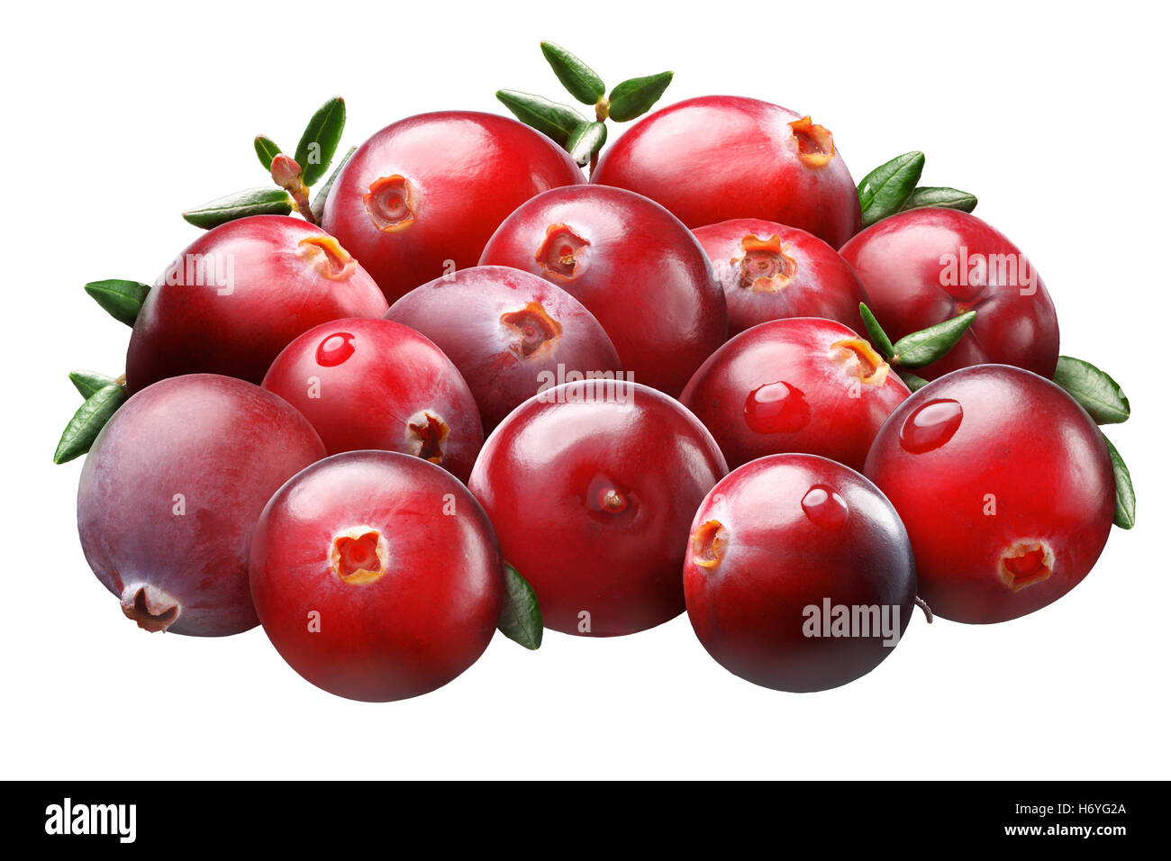 Pile of cranberries (Vaccinium oxycoccus) with leaves, superpositioned ...