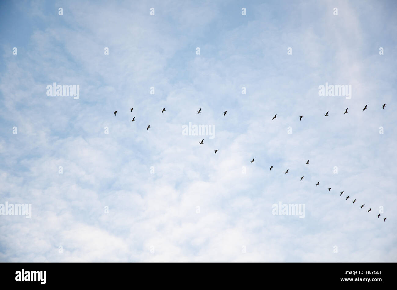 Migrating geese hi-res stock photography and images - Alamy