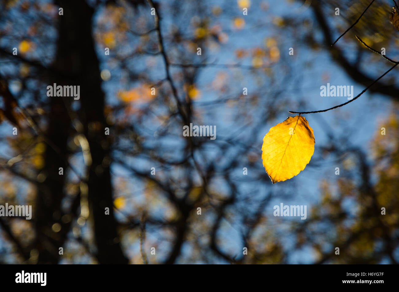 Single sunlit beech leaf at a twig with blurred branches and blue sky ...