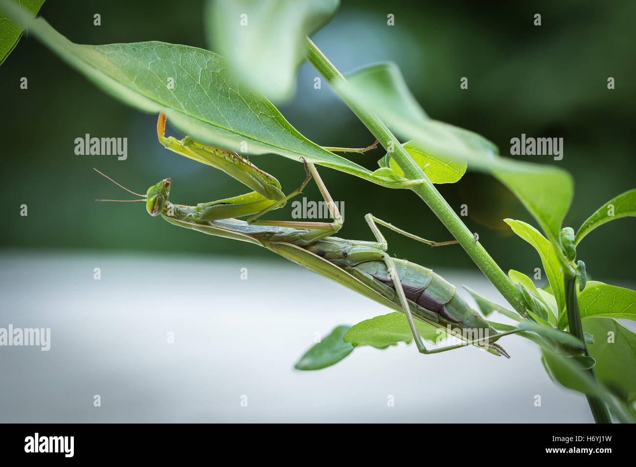 Macro image of a male Montodea Praying Mantis resting upside down ...