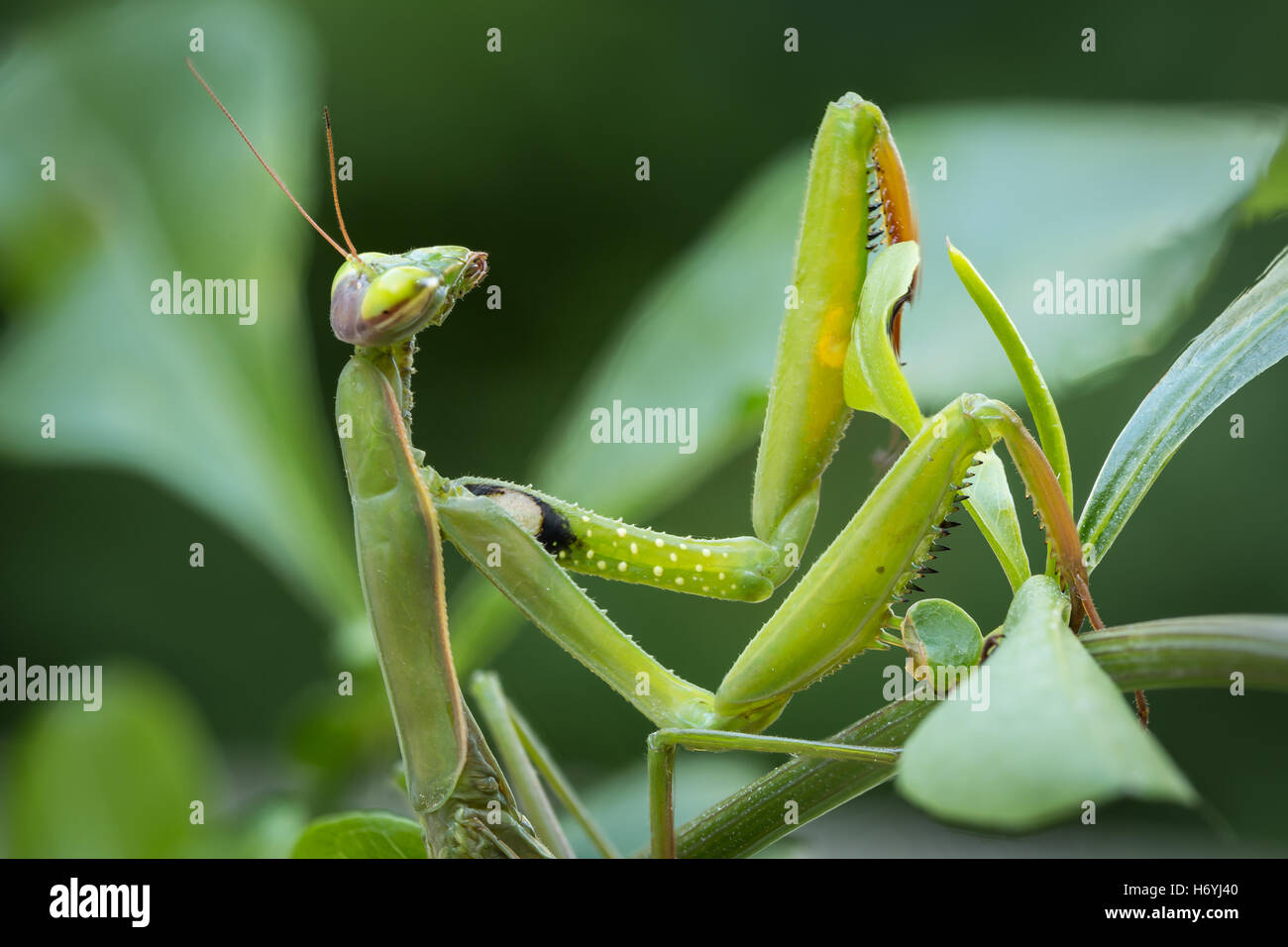 Macro image of the head and forearms of a male European Praying Mantis ...