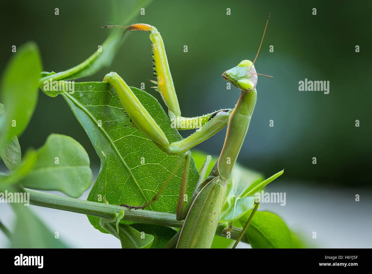 Macro image of the head and forearms of a male European Praying Mantis ...