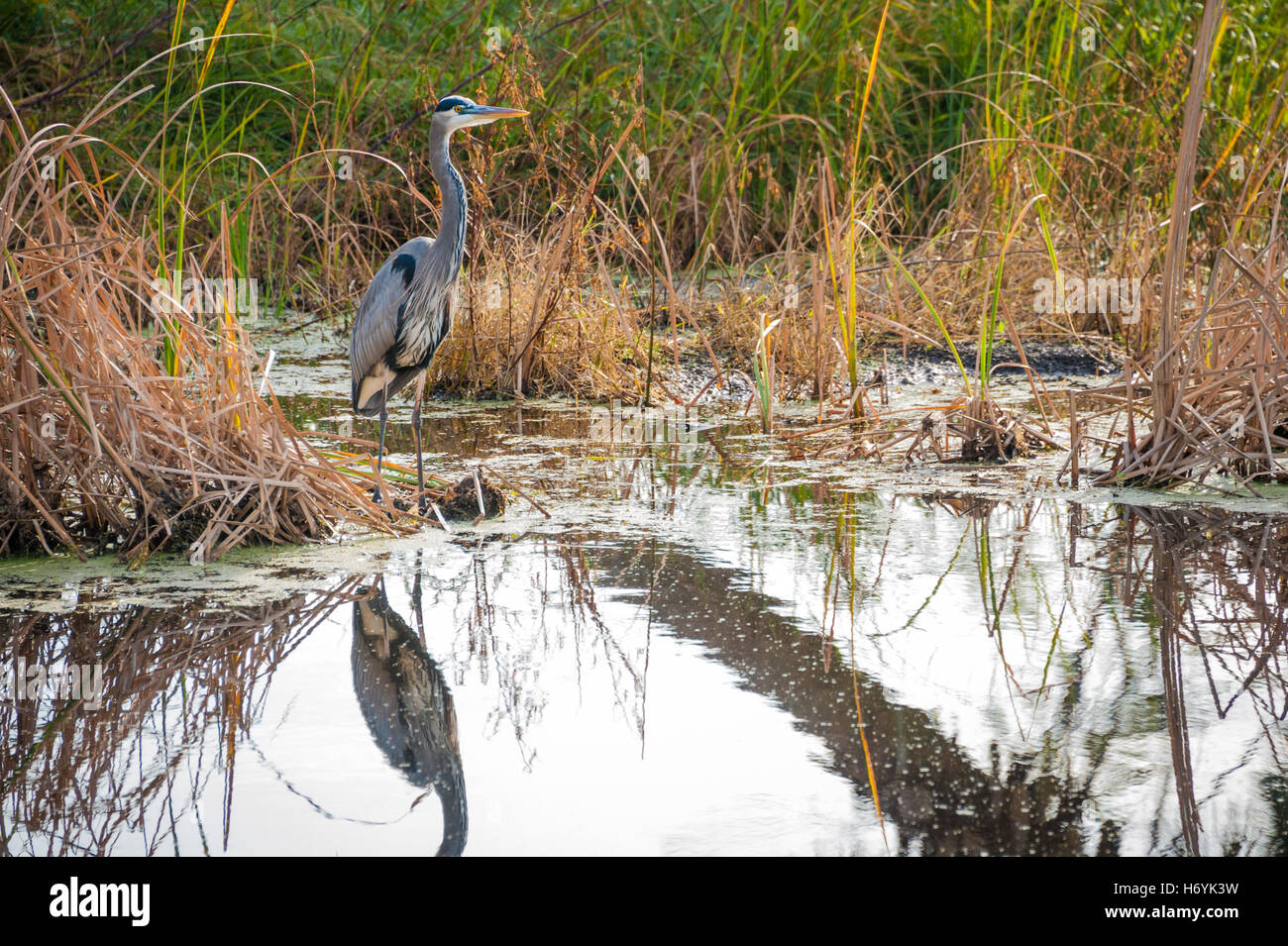 Ponte vedra beach marsh hi-res stock photography and images - Alamy