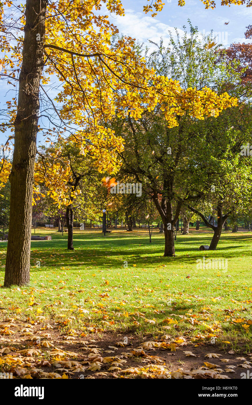 Falling linden tree leaf hi-res stock photography and images - Alamy