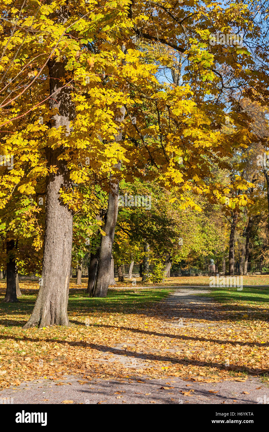 Autumn Chestnut Trees Stock Photo - Alamy