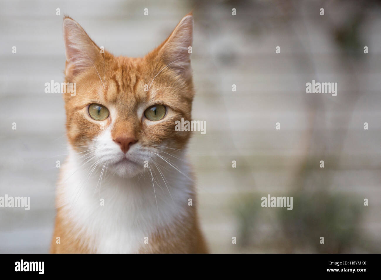 Cat looking at viewer hi-res stock photography and images - Alamy