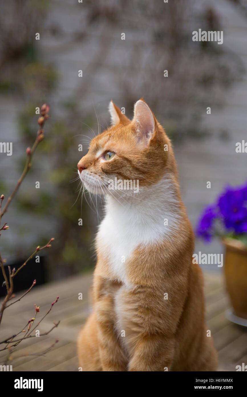 Red cat sitting tall on a garden table and looking at something ...